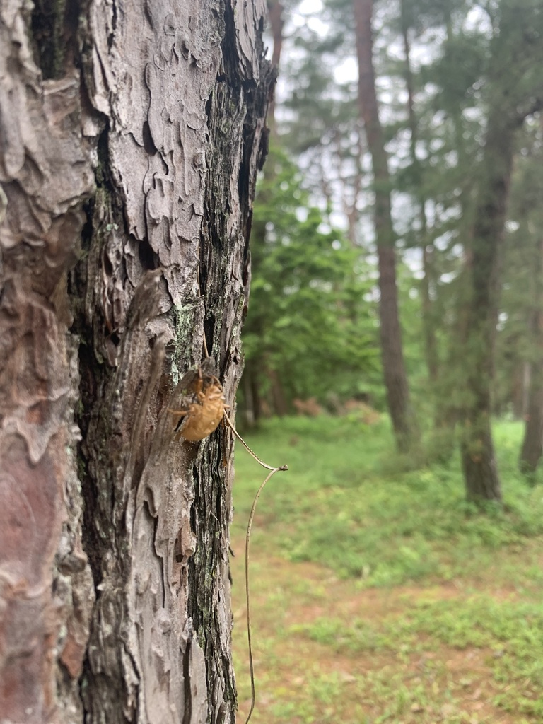 Spring Cicada in May 2023 by さとうはやぶさ. big chorus I couldn't see the ...