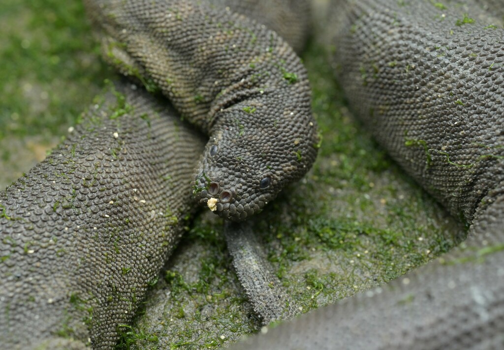 Marine File Snake from 印尼峇里省 on July 22, 2023 at 09:33 PM by Oy C ...