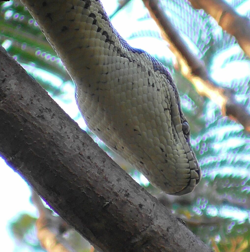 Carpet Python from Watsonville QLD 4887, Australia on August 6, 2023 at ...