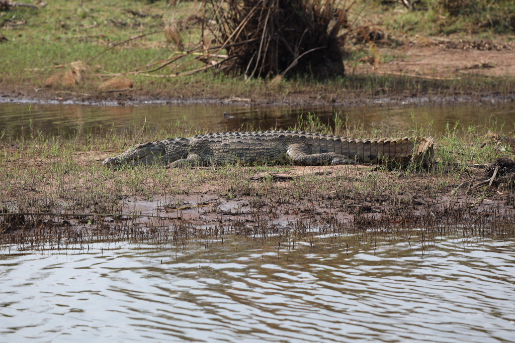 Nile Crocodile from Lake Ihema, Kayonza, RW on August 2, 2023 at 08:26 ...