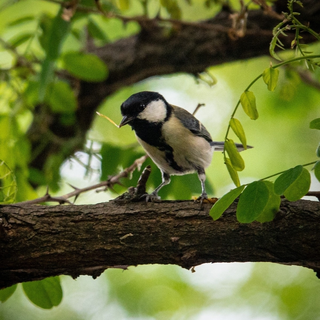 Parus minor minor from Osaka Castle Park on May 8, 2023 at 03:58 PM by ...