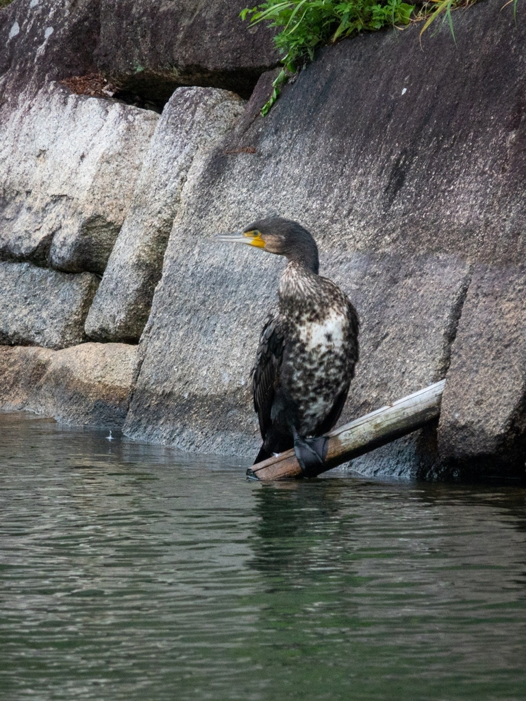 Japanese Cormorant from Osaka Castle on May 8, 2023 at 03:23 PM by ...