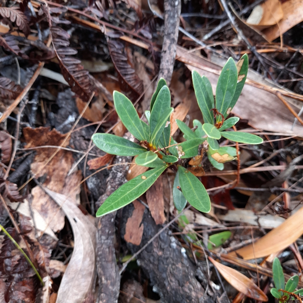 Samadera from St Mary QLD 4650, Australia on August 6, 2023 at 11:39 AM ...