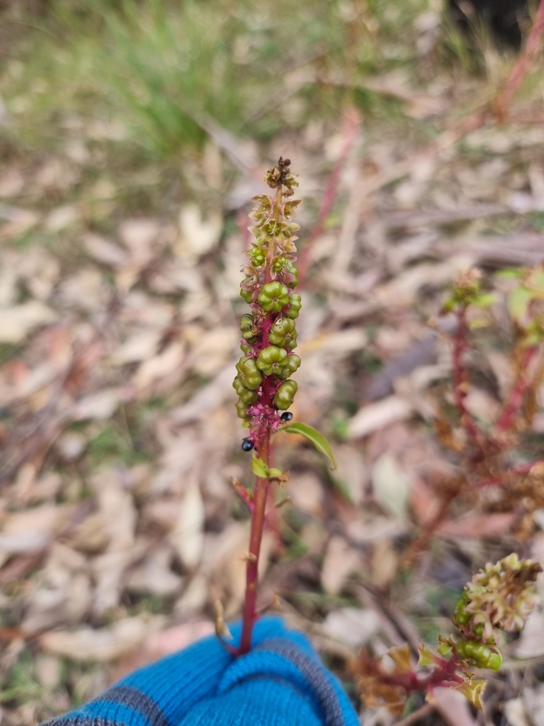 Inkweed from Boonoo Boonoo NSW 2372, Australia on August 5, 2023 at 01: ...