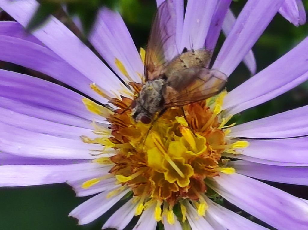 Solieria from Kurru E, 29200 Harjavalta, Suomi on August 6, 2023 at 12: ...