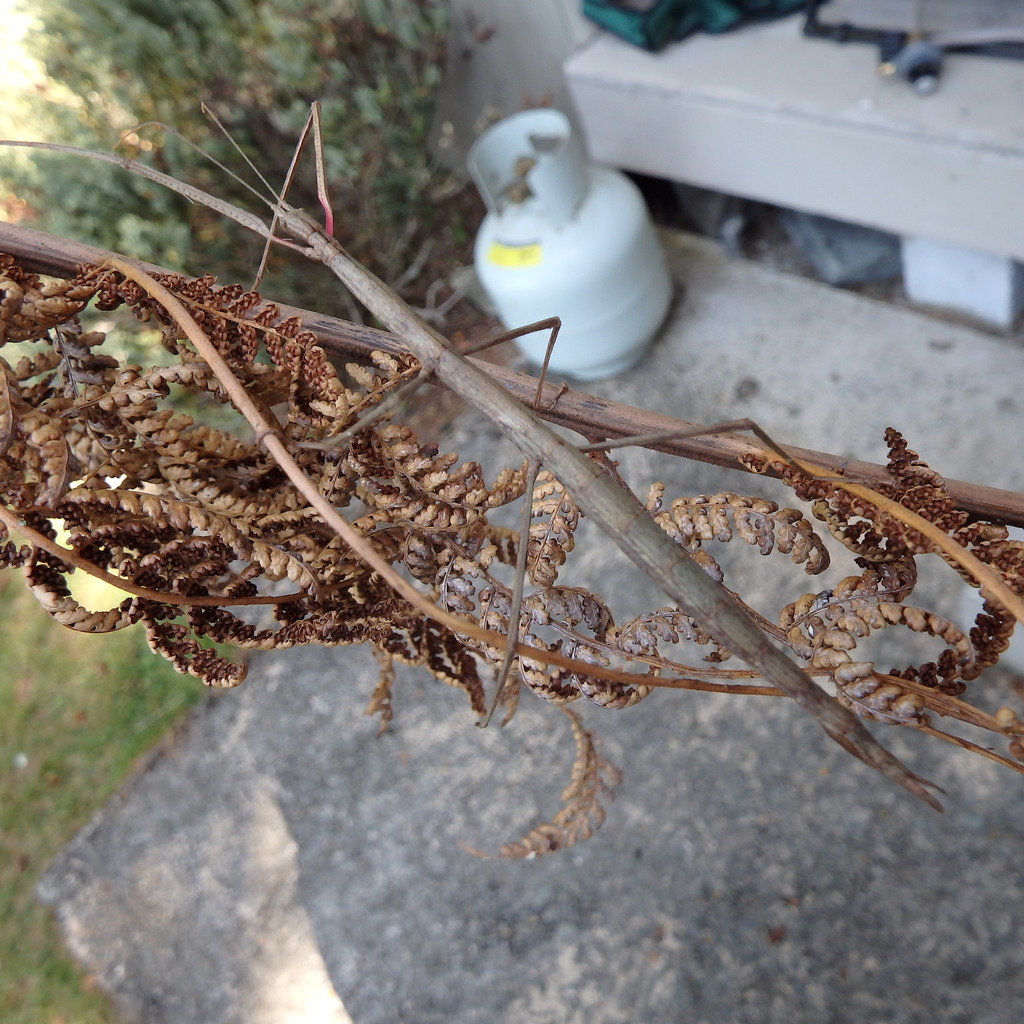 Smooth Stick Insect from 125 blandswood road on February 28, 2016 by ...