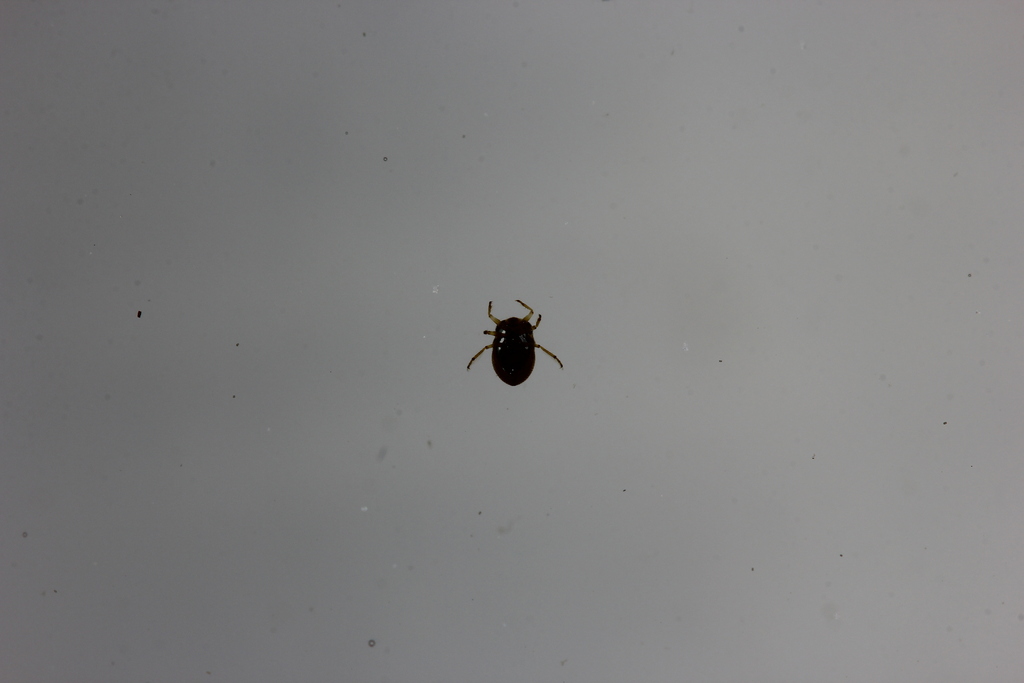 Paraplea from 대한민국 인천광역시 서구 on July 24, 2023 at 07:44 PM by Taewoo Kim ...