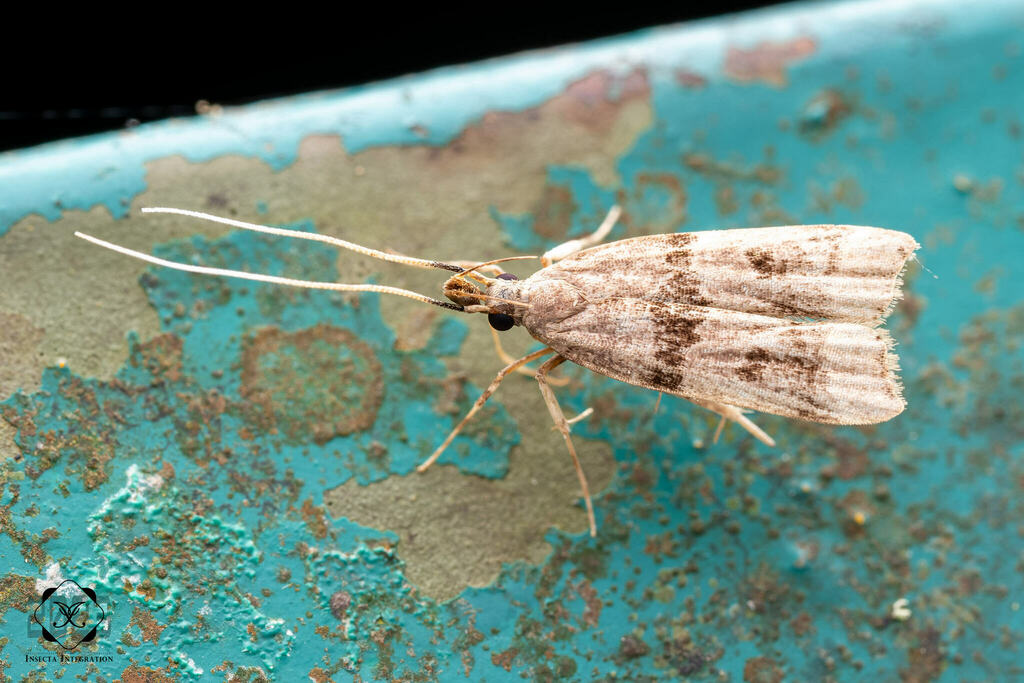 Long-horned Moths from Kinabalu Park, Ranau, Sabah, 马来西亚 on July 19 ...