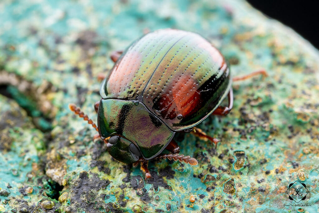 Tetraphyllus from Kinabalu Park, Ranau, Sabah, 马来西亚 on July 19, 2023 at ...