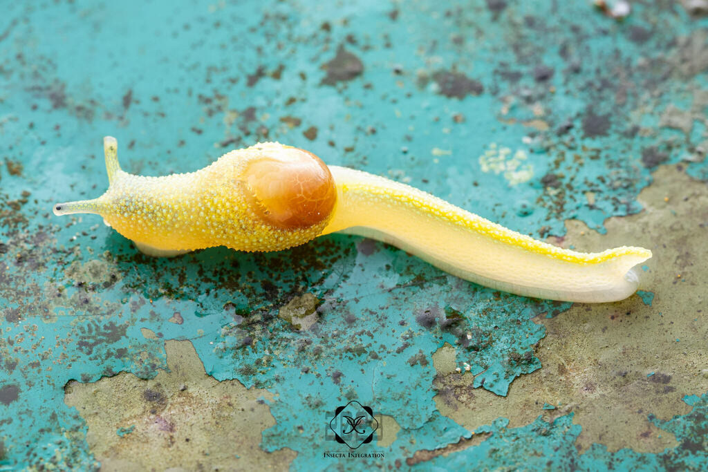 Long-tailed Semi-slug from Kinabalu Park, Ranau, Sabah, 马来西亚 on July 19 ...