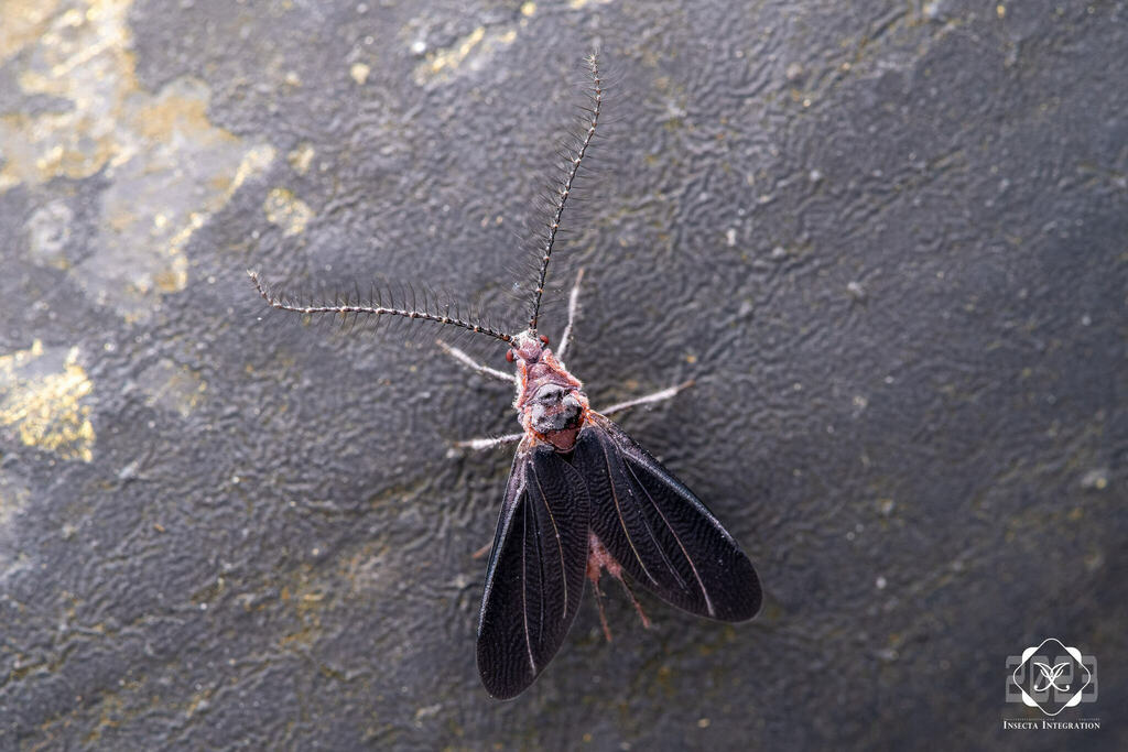 Giant Scale Insects from Kinabalu Park, Ranau, Sabah, 马来西亚 on July 19 ...