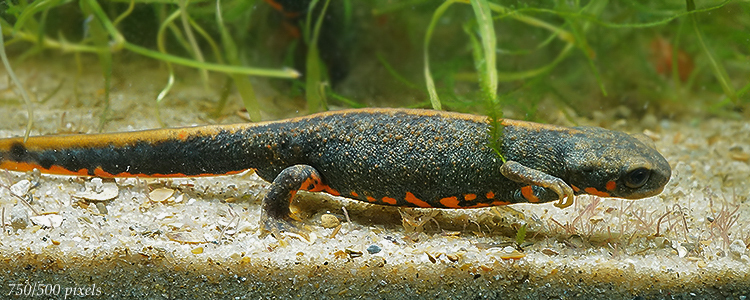 Blue-tailed Fire-bellied Newt from Bellem, 9881 Aalter, België on ...