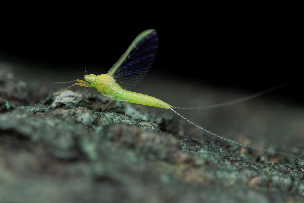 Mayflies from Valsad, Gujarat, India on August 5, 2023 at 09:51 PM by ...