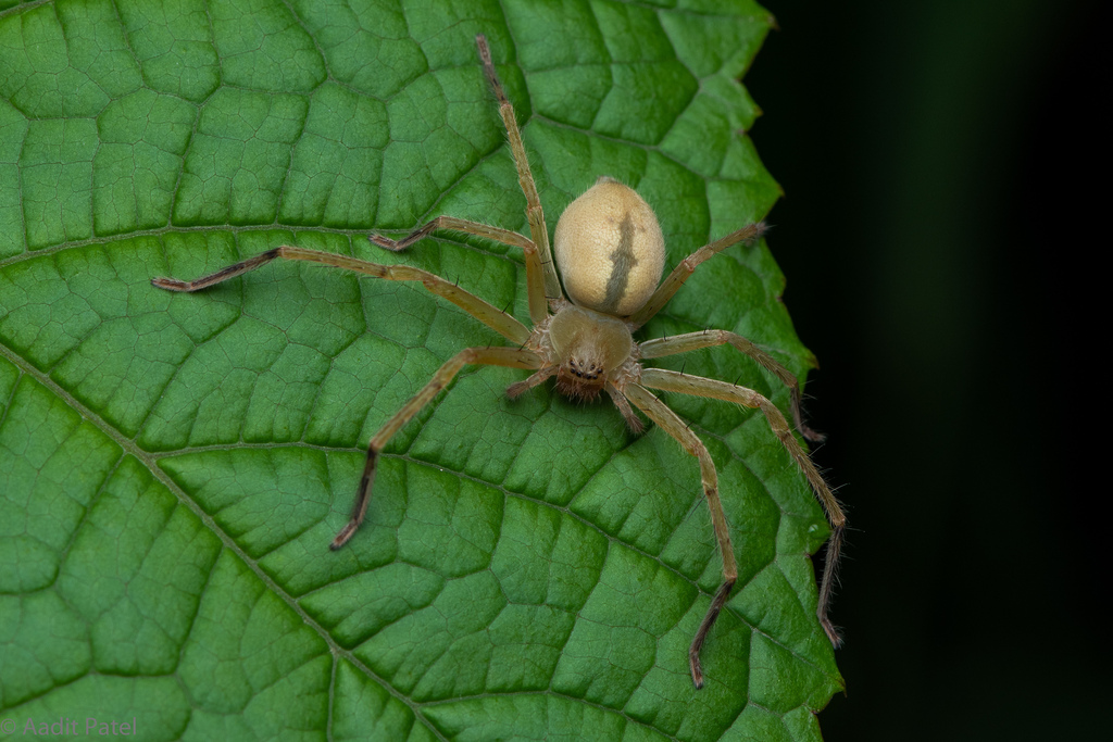 Golden Huntsman Spiders from Valsad, Gujarat, India on August 5, 2023 ...