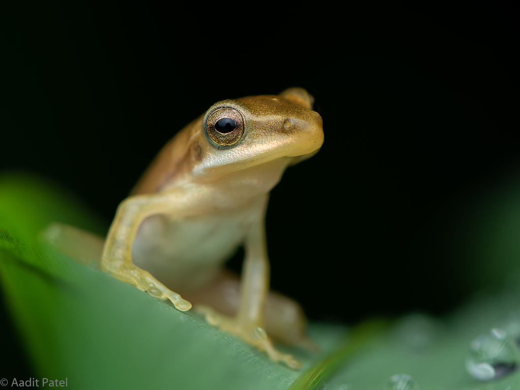 Chunam Tree Frog from Valsad, Gujarat, India on August 5, 2023 at 10:18 ...