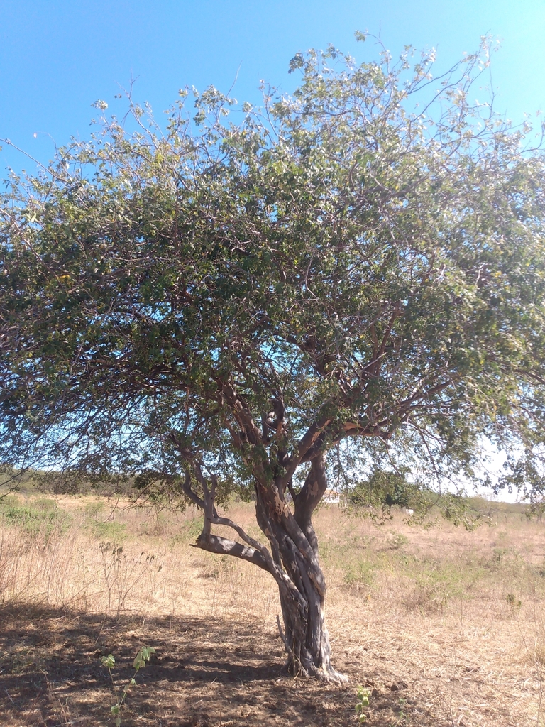 Brazilian ironwood from São Francisco do Oeste, BR-RN, BR on August 6 ...