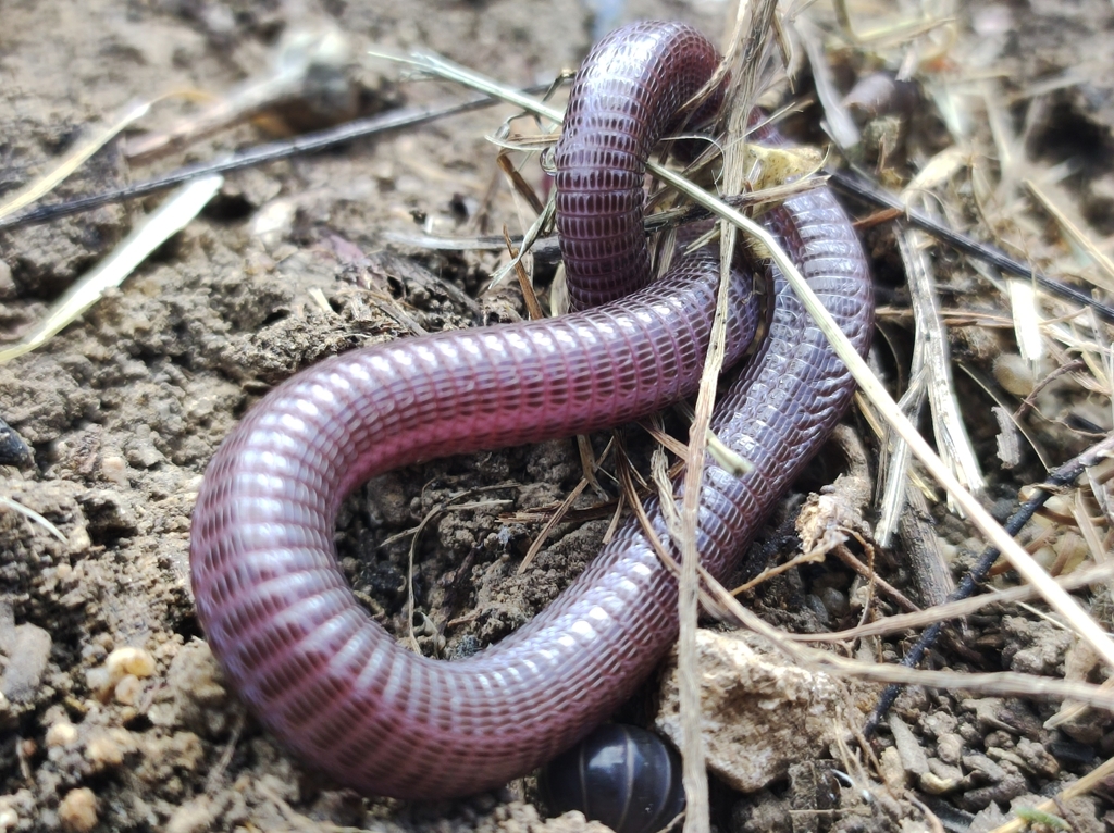 Southwest Iberian Worm Lizard from 2695 Bobadela, Portugal on June 9 ...