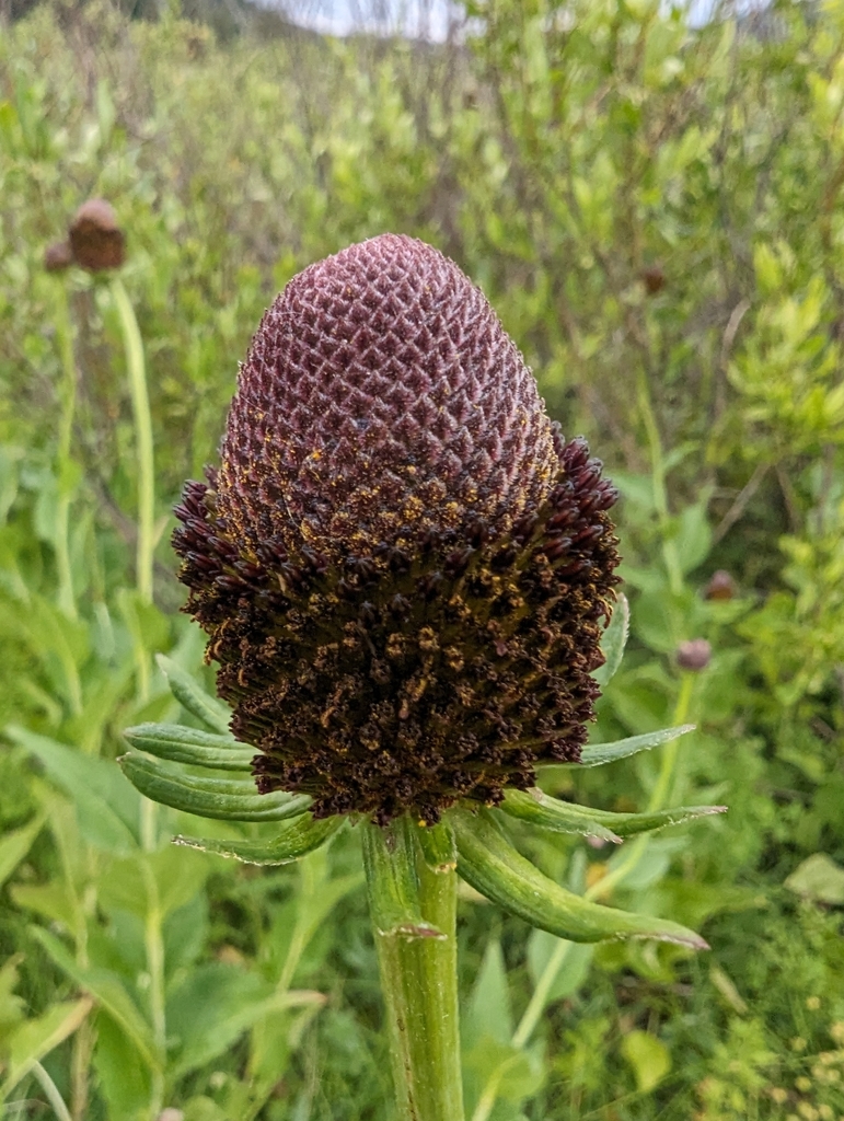 western cone-flower from Moran, WY 83013, USA on August 2, 2023 at 07: ...