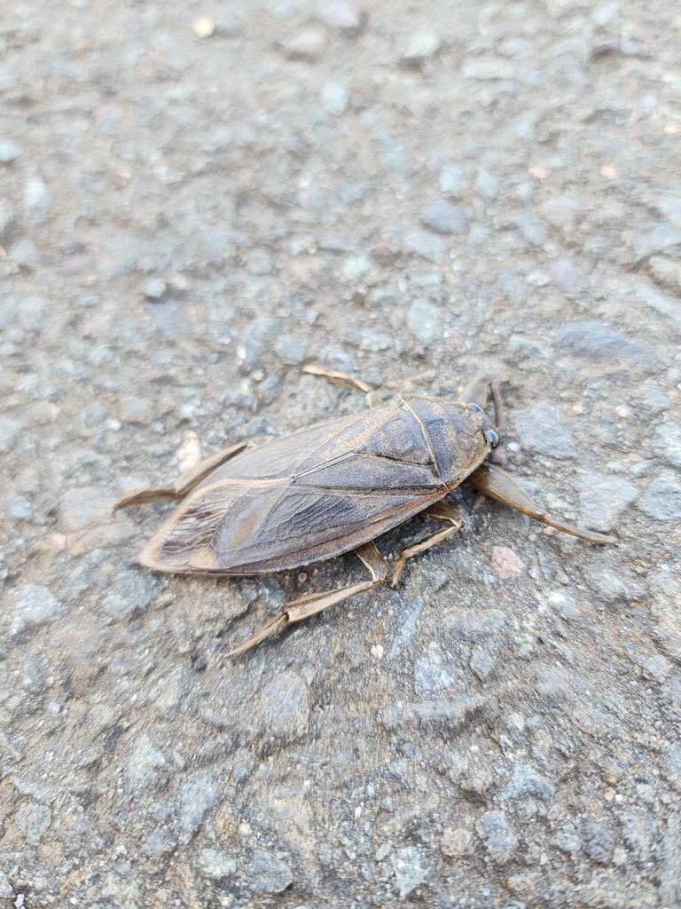 American Giant Water Bug from Durham, CT 06422, USA on August 6, 2023 ...
