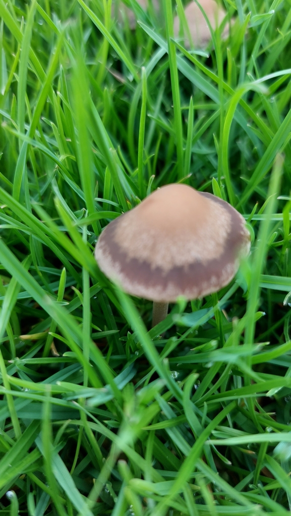 Banded Mottlegill from Buckinghamshire, England, GB on August 6, 2023 ...