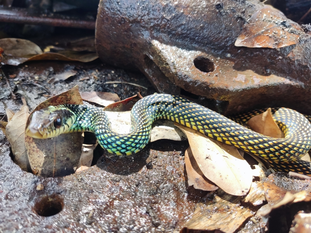 Speckled Racer on August 4, 2023 at 02:48 PM by Erick Ek · iNaturalist
