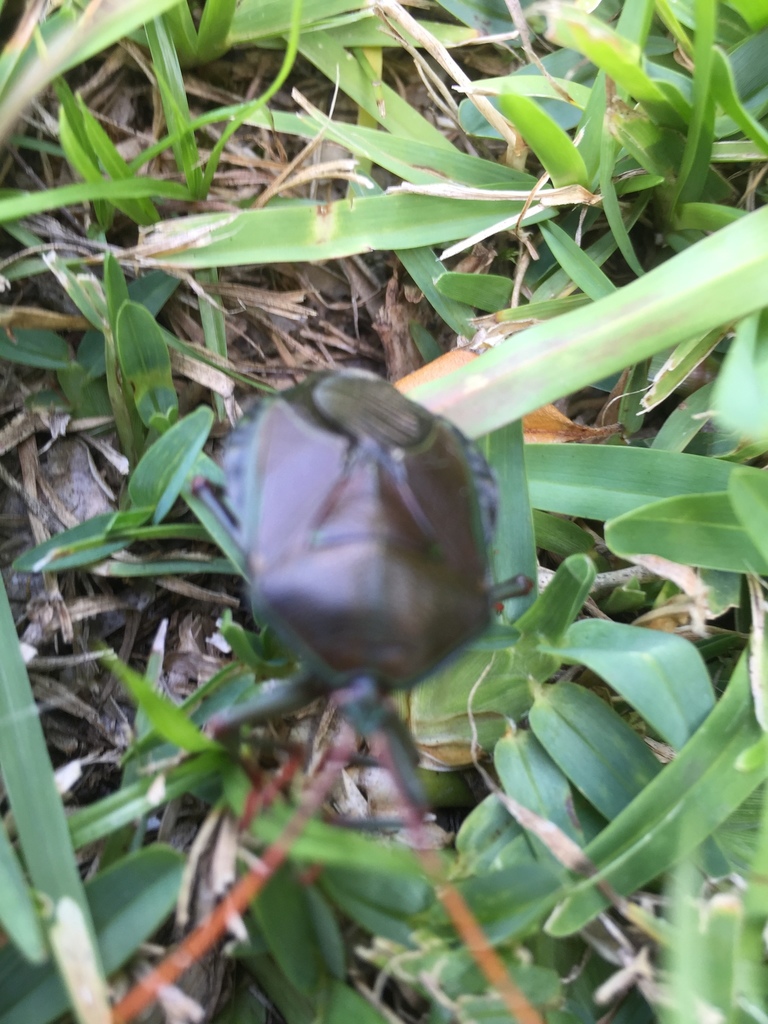 Bronze Orange Bug from 18 Angophora Crescent, Forestville, NSW, AU on ...