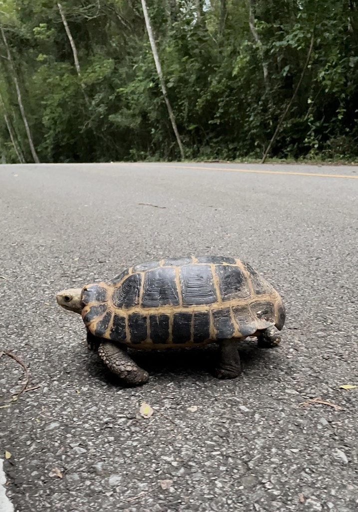 Elongated Tortoise in August 2023 by Bank Thanawut Woranuch · iNaturalist