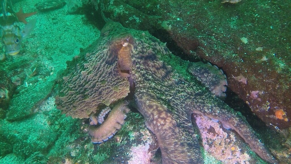 Giant Pacific Octopus from Nanaimo, BC, Canada on August 5, 2023 at 03: ...