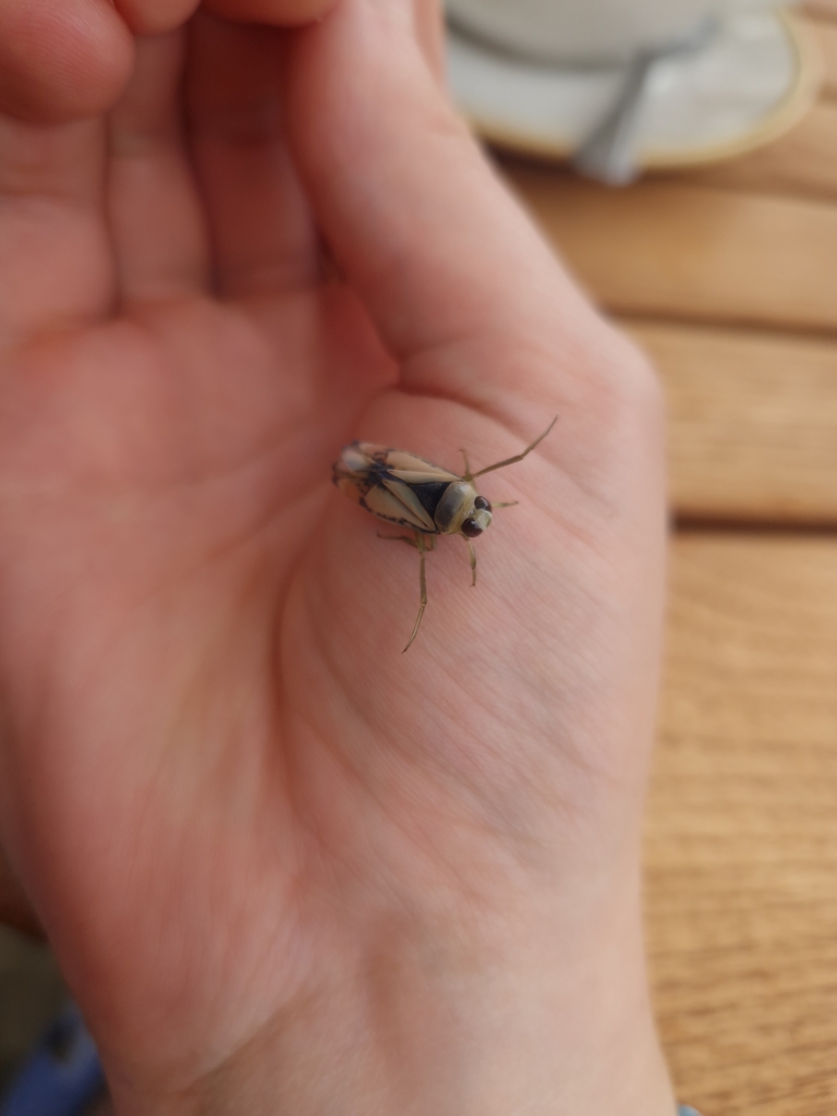 Greater Water Boatman in August 2023 by bracken · iNaturalist