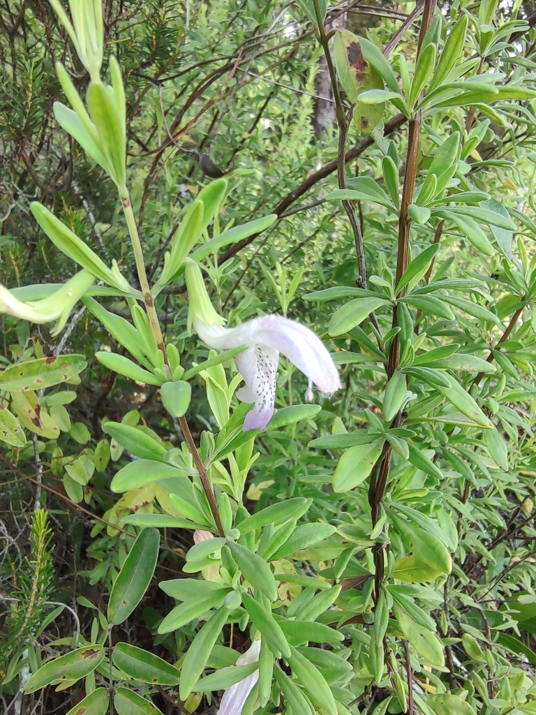 Etonia Rosemary in August 2023 by John Arnett · iNaturalist
