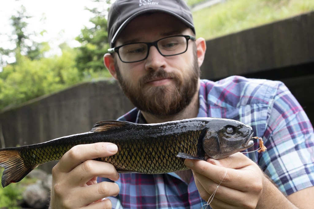 Fallfish in June 2018 by Cody Hough. Caught some larger ones but didn't ...