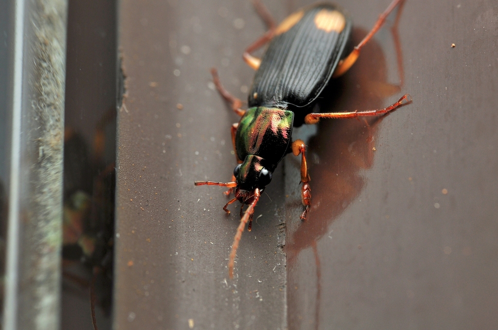 Chlaenius tetragonoderus in August 2023 by 邱仲良 · iNaturalist
