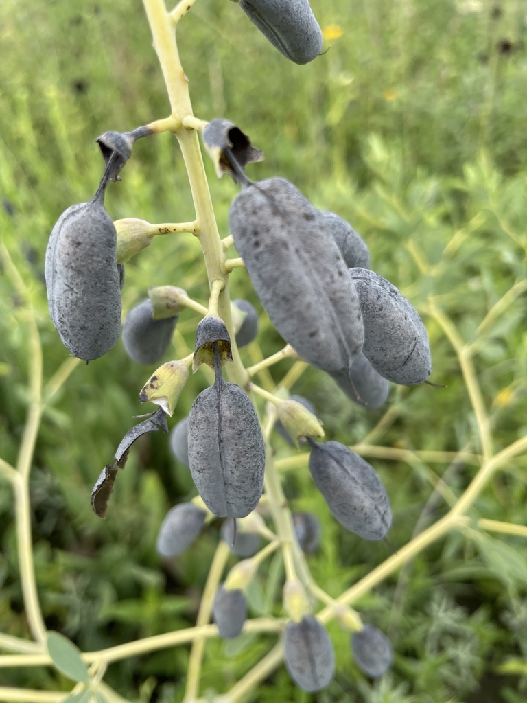 wild indigos from McHenry, IL, US on August 6, 2023 at 11:43 AM by ...