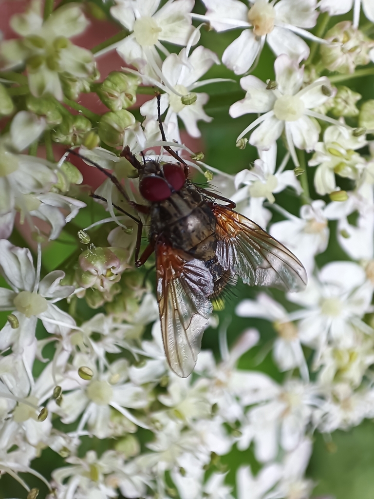 Phaonia angelicae from Frymburk, Česko on August 6, 2023 at 04:46 PM by ...