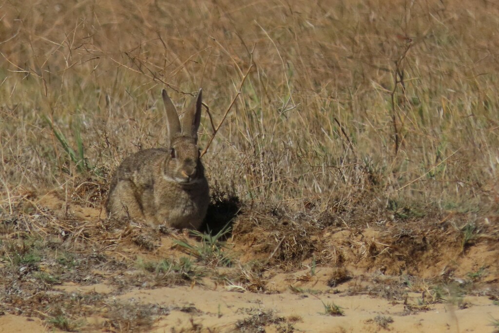 European Rabbit in August 2023 by Paulo Alves · iNaturalist