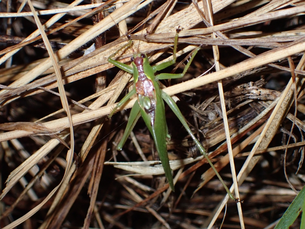 Hexacentrus japonicus from 日本 〒689-0201 on August 6, 2023 at 09:33 PM ...