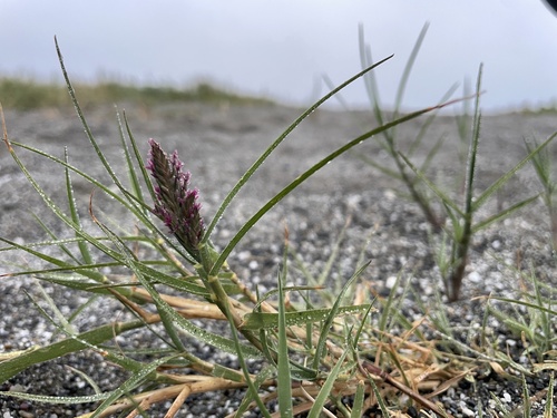 galash's Identifications · iNaturalist