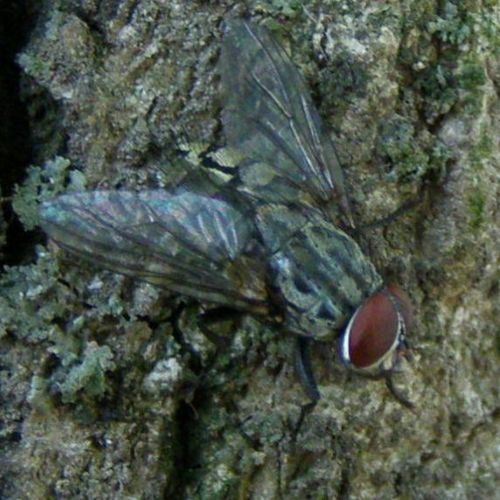 Potamia littoralis · iNaturalist