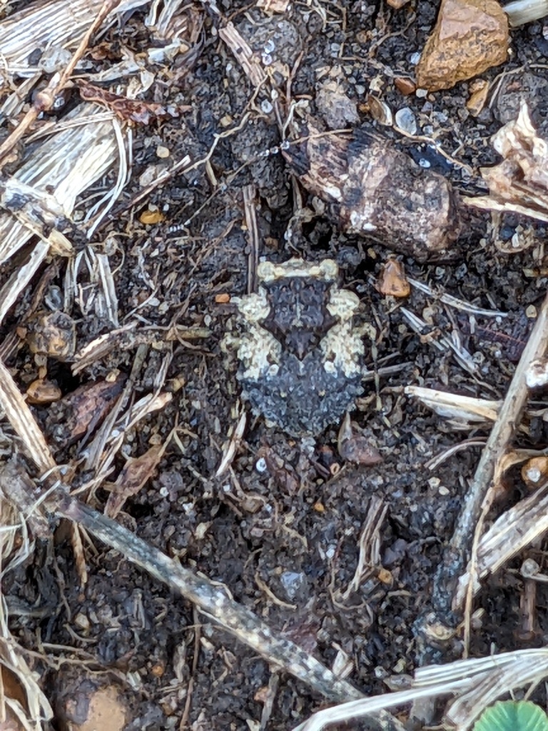 Big-eyed Toad Bug from Samburg, TN 38232, USA on August 6, 2023 at 07: ...