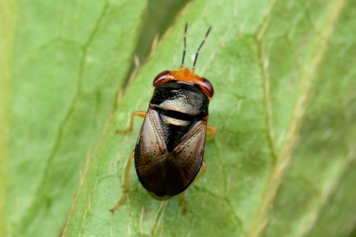 Geocoris varius · iNaturalist Mexico