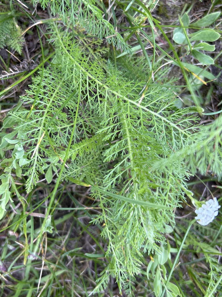 common yarrow from Richardson Side Rd, Ottawa, ON, CA on August 6, 2023 ...