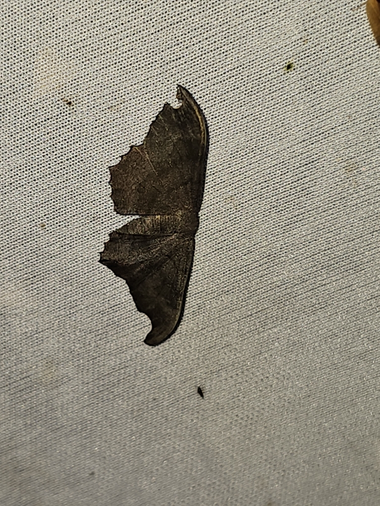 Black Looper from 5F6M+3FQ, Gujarat 391110, India on July 28, 2023 at ...