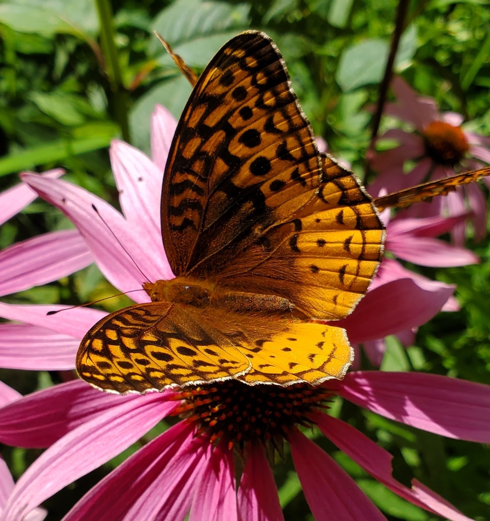 Great Spangled Fritillary from Clifton Township, PA, USA on July 30 ...