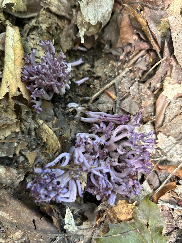 violet coral fungus from CR-380, Brocton, NY, US on August 6, 2023 at ...