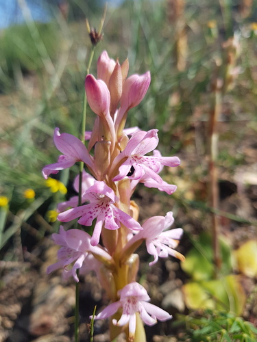 Hybrid Satyrium erectum × pallens · iNaturalist