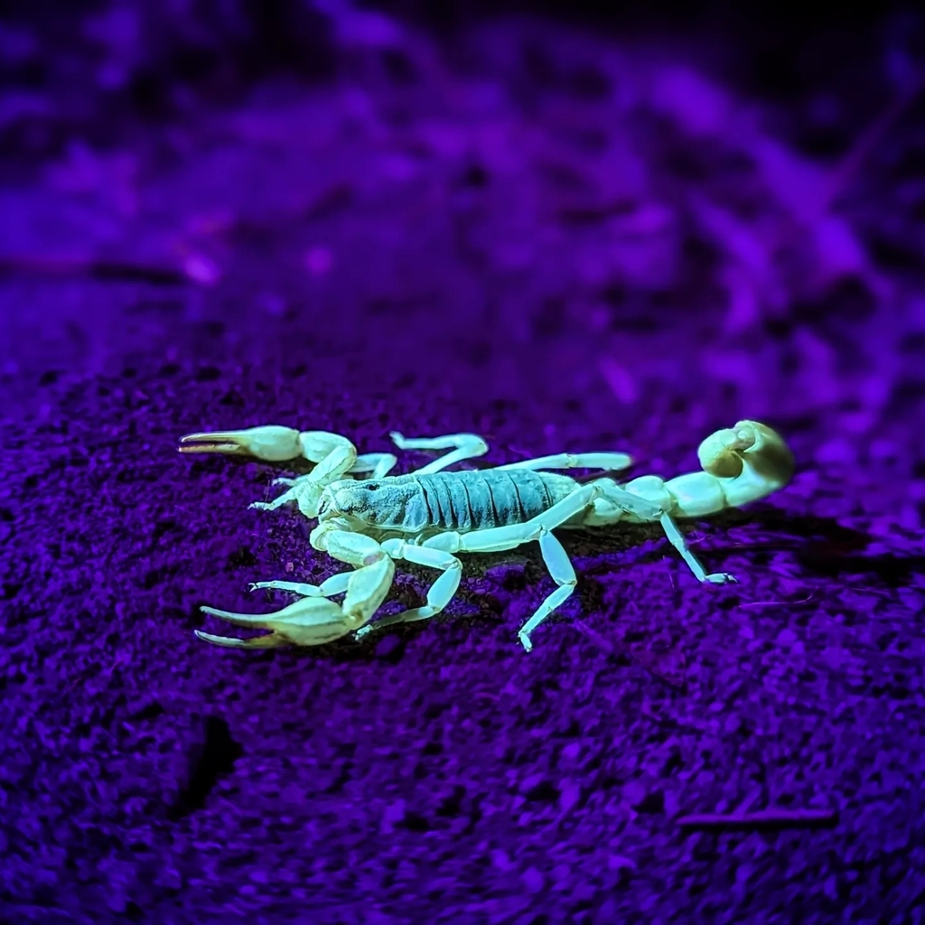 California common scorpion from Portola Hills, CA 92679, USA on August ...