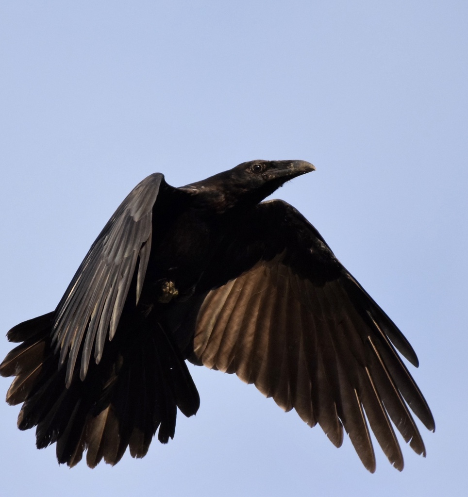 Common Raven from Kuzma Rd, West Sunbury, PA, US on August 6, 2023 at ...