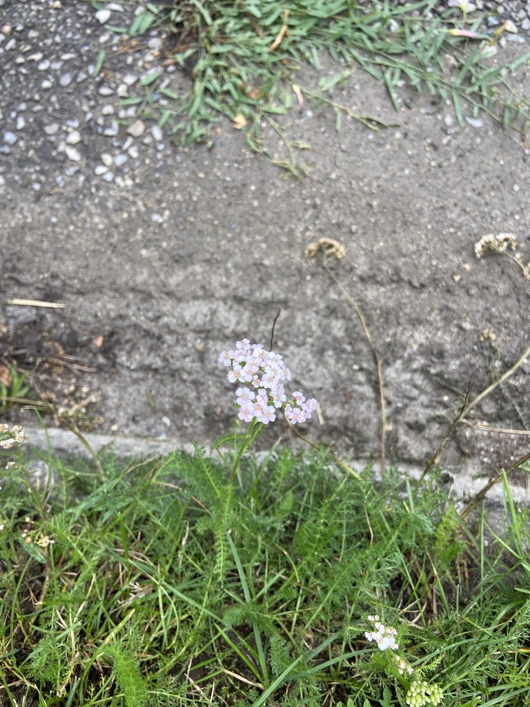 common yarrow from Neeve St, Guelph, ON, CA on August 6, 2023 at 05:20 ...