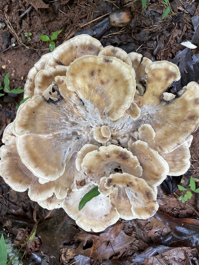 Meripilus from Albemarle County, US-VA, US on August 4, 2023 at 10:00 ...