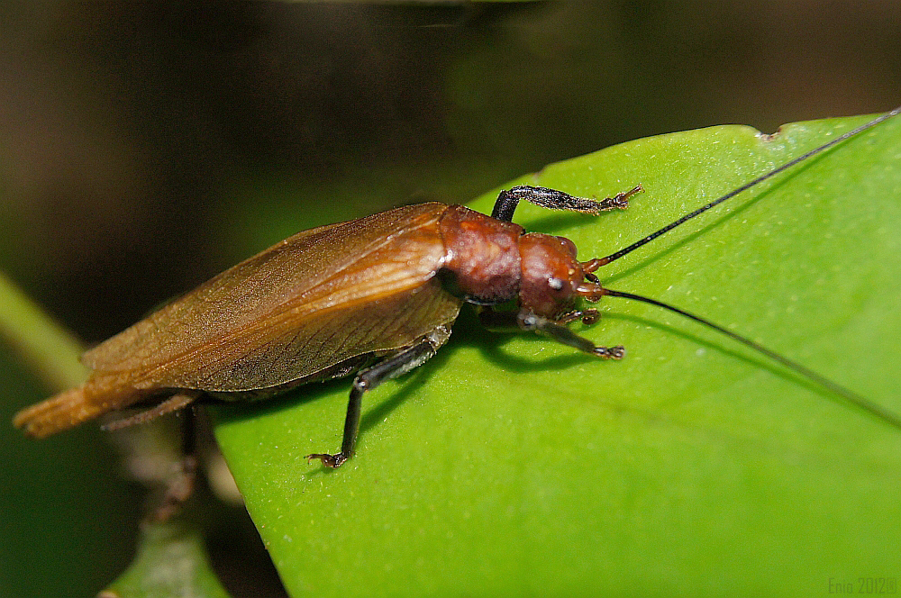 True Crickets and Allies from Peruíbe - SP, Brasil on January 23, 2012 ...